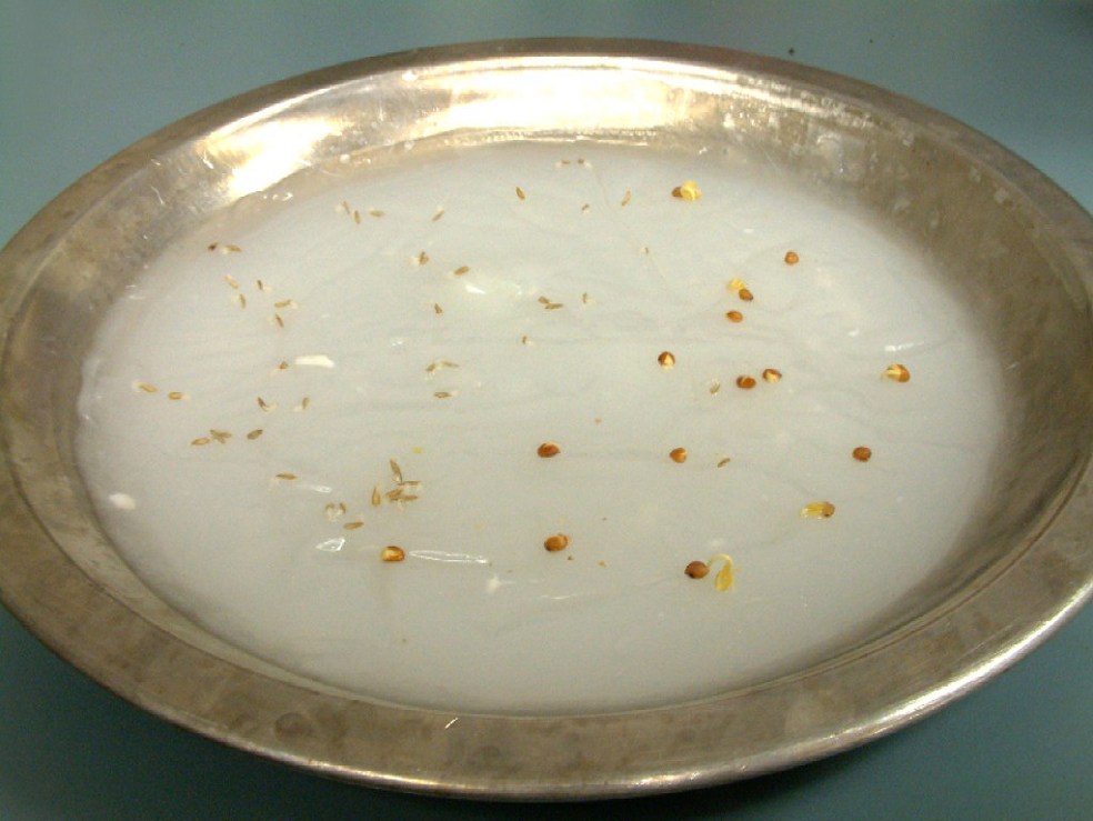 Starting Seeds: Pre-germination – Mountain Plover