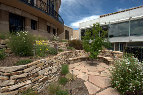 Visit the Carnegie Library Garden – Mountain Plover