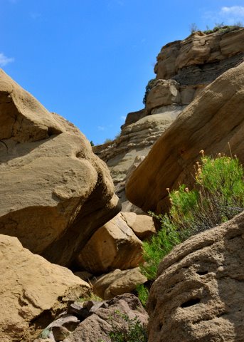 Exploring Corral Bluffs – Mountain Plover