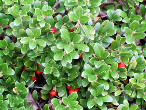 Green Leaves, Red Berries, Kinnikinnick! – Mountain Plover