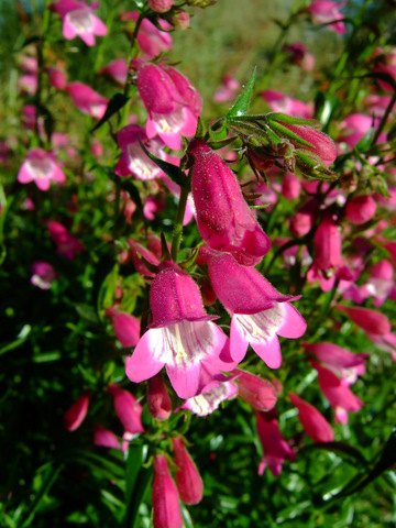 ‘Red Rocks’ Penstemon – Mountain Plover