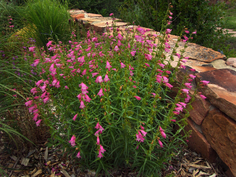 ‘Red Rocks’ Penstemon – Mountain Plover