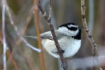 Winter Birding in Colorado – Mountain Plover
