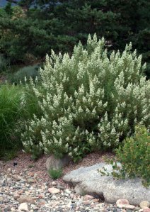 Fabulous Fernbush – Mountain Plover