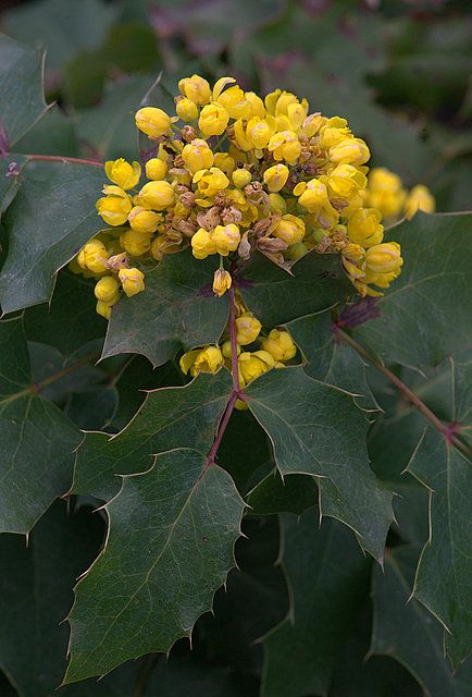 Creeping Mahonia – Mountain Plover