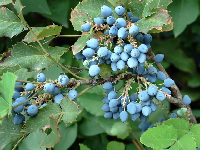 Creeping Mahonia – Mountain Plover