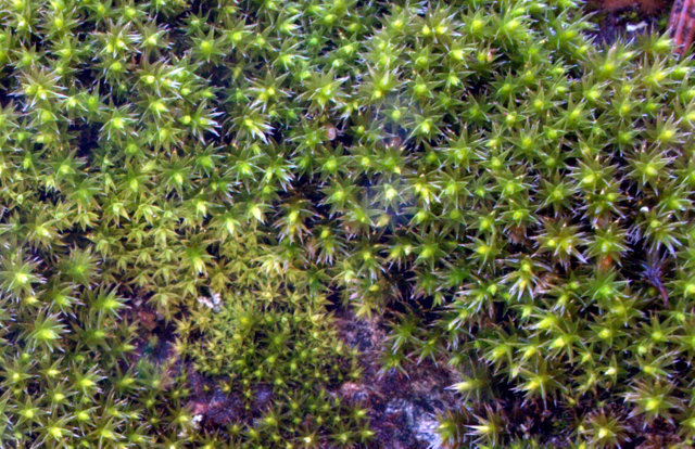 Moss, the Weird Plant – Mountain Plover