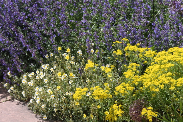 Garden Synergy – Mountain Plover