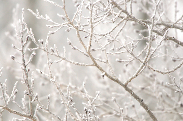 My Annual Mid-winter Attitude Check – Mountain Plover