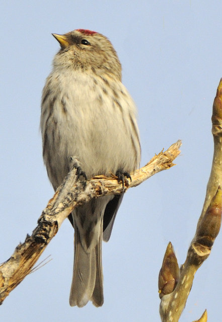 Four Helpful Letters – Mountain Plover