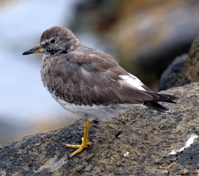 Four Helpful Letters – Mountain Plover