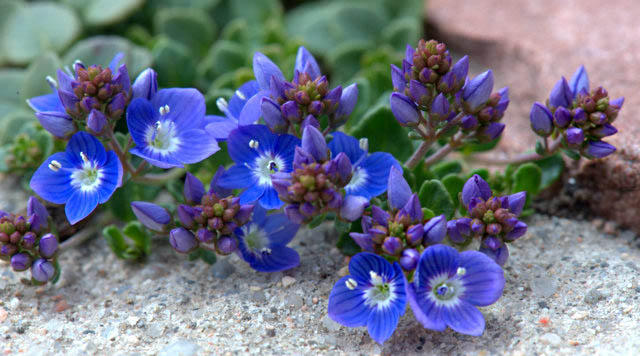 I Love Veronicas – Mountain Plover