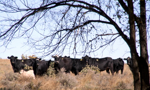 Neither snow nor rain… – Mountain Plover