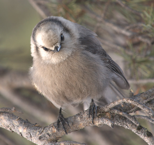 Good-bye Gray Jay – Mountain Plover