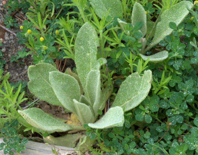 Common Mullein – Mountain Plover