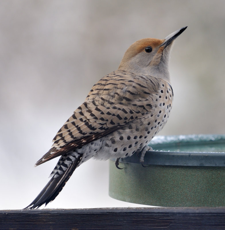 Flickers Come Bearing Valentines – Mountain Plover