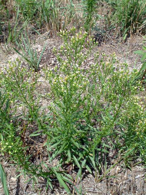 What’s a Weed? – Mountain Plover