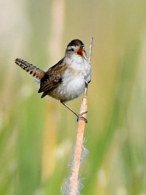 A Visit to Alamosa NWR – Mountain Plover