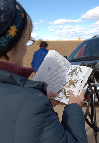 The AOU’s 2019 Bird List – Mountain Plover