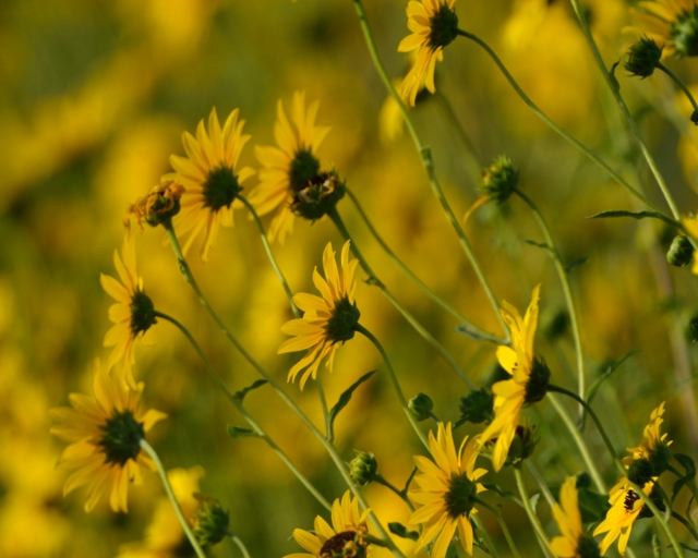 August’s Yellow Flowers – Mountain Plover