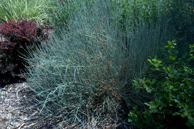 Ephedra in the Garden – Mountain Plover