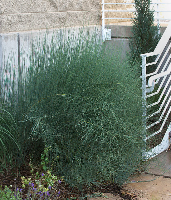 Ephedra in the Garden – Mountain Plover
