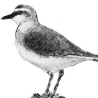 A Birding Poem by Ogden Nash – Mountain Plover