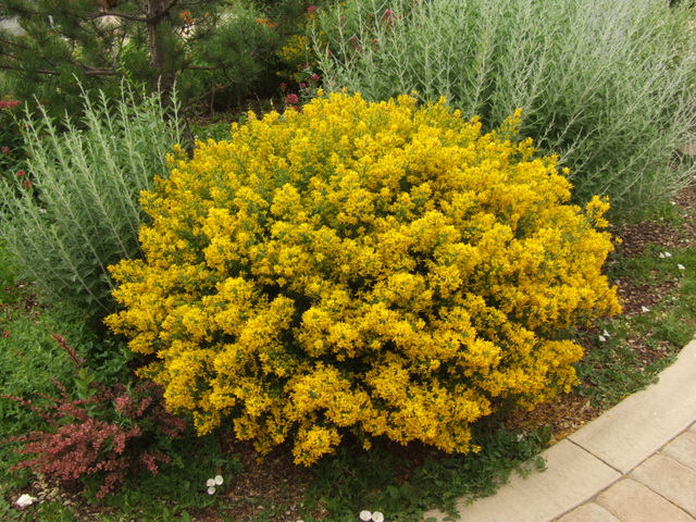 Genista lydia – Hardy Dwarf Broom @SantaFeGreenhouses 2008jun28 LAH 117 ...