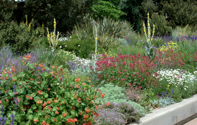 The Plant Collector – Mountain Plover
