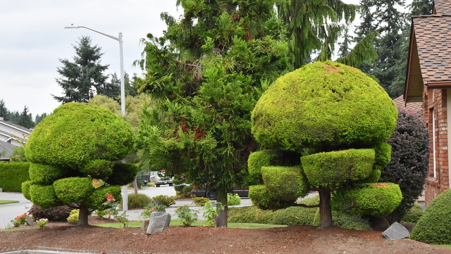 Horticultural Horrors – Mountain Plover