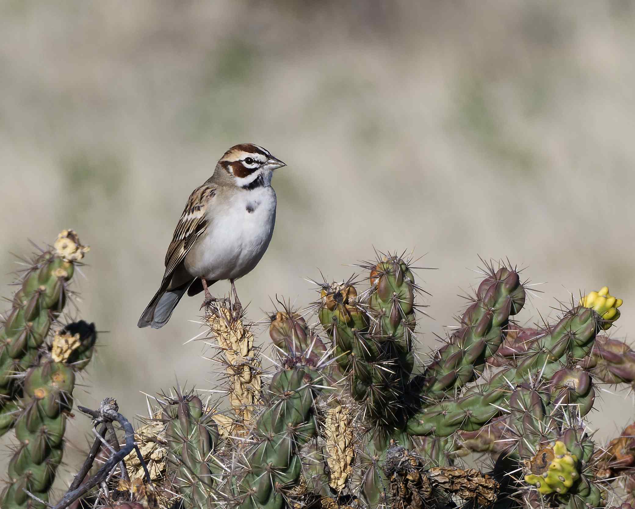 Lark Sparrow – Mountain Plover
