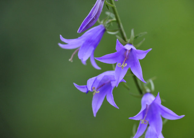 Lady Bells – Mountain Plover