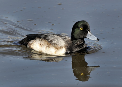 Greater Scaup – Mountain Plover