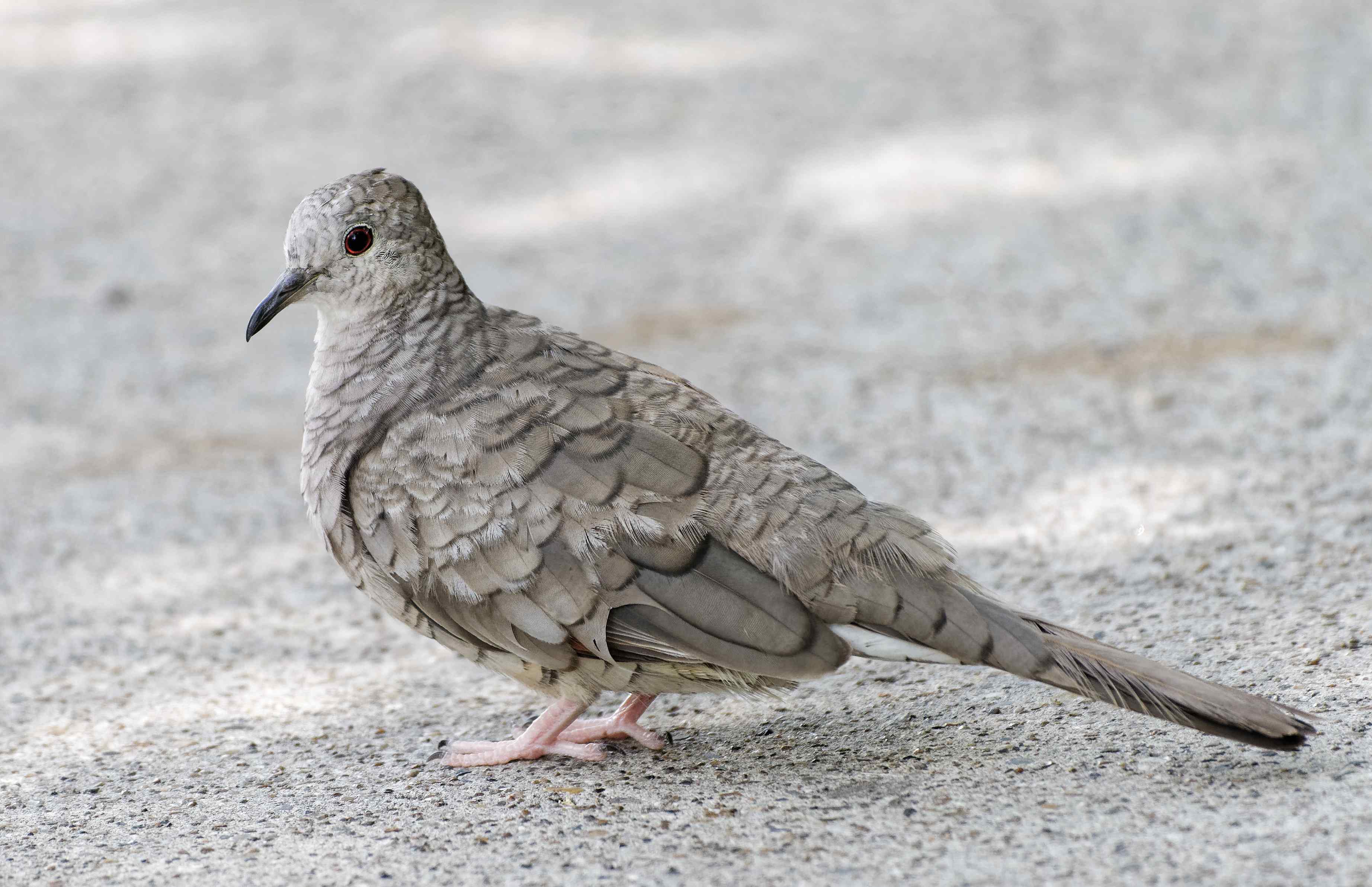 Inca Dove – Mountain Plover